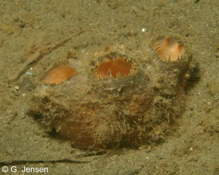 Aberrations-Mutations-Twins